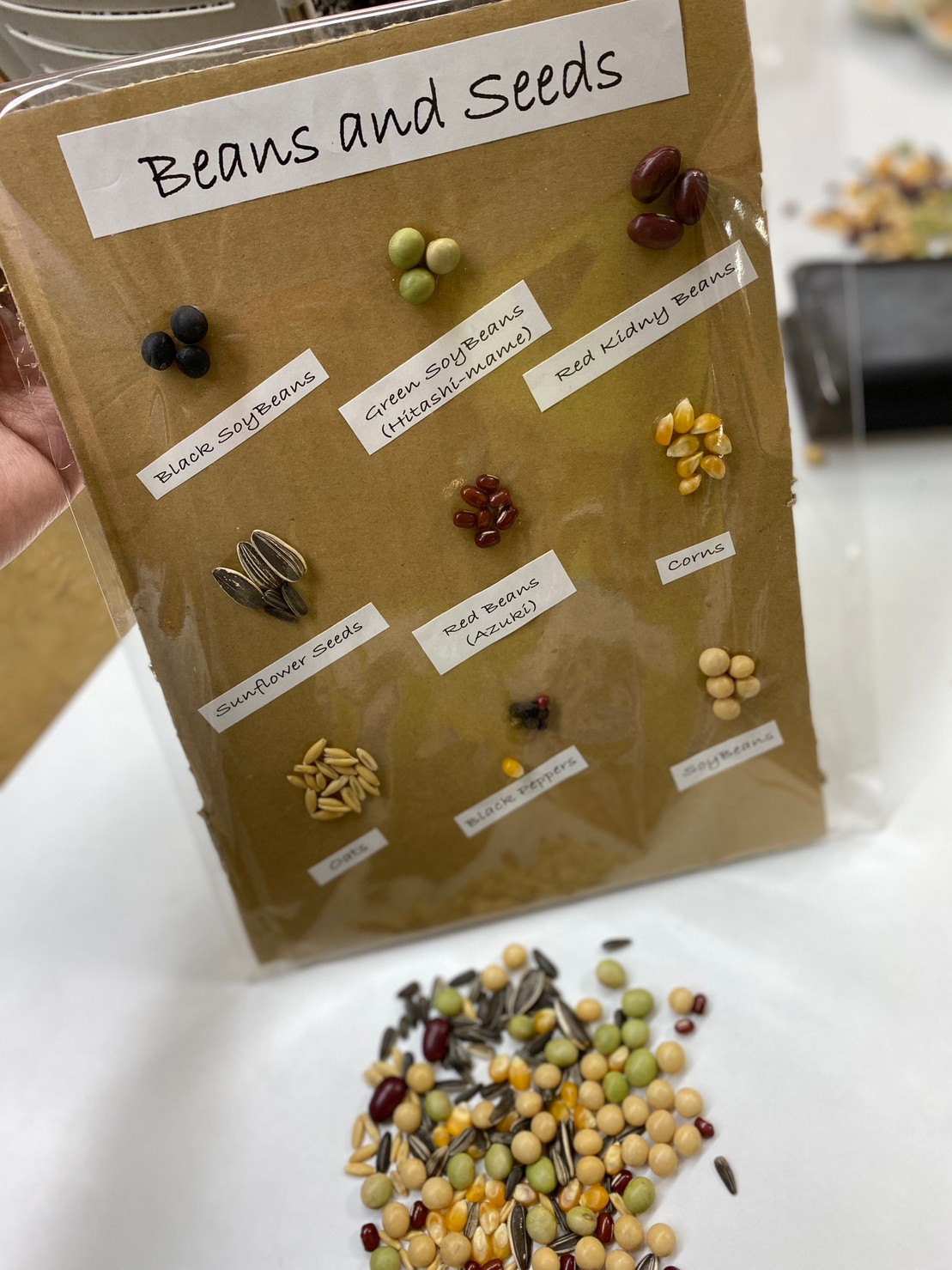 Fun with Seeds - Prime Academic Preschool 荻窪校（PAP荻窪）
